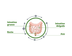 ¿Qué es el IBS? | Colilen IBS